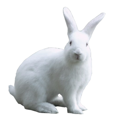Rabbit PNG, Rabbit Transparent Background - FreeIconsPNG