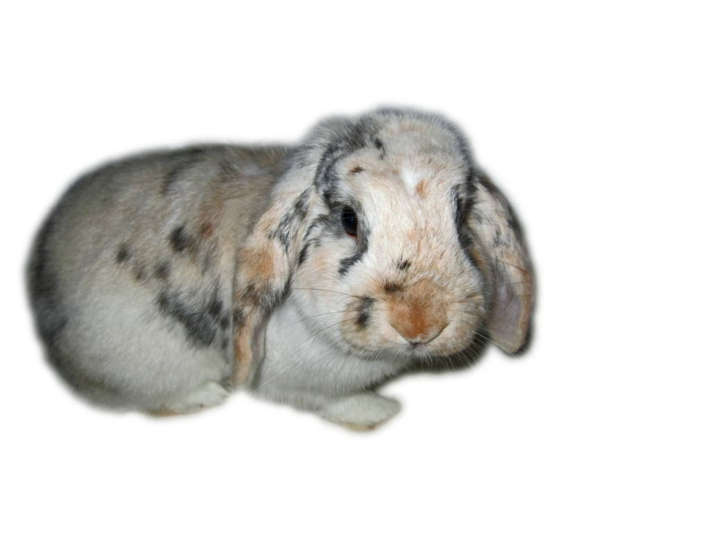 Rabbit PNG, Rabbit Transparent Background - FreeIconsPNG
