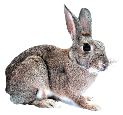 Rabbit Free Download Images PNG Transparent Background, Free Download ...
