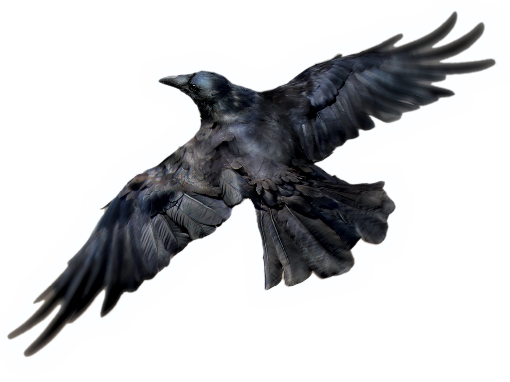 Free Download Of Raven Icon Clipart PNG Transparent Background, Free ...