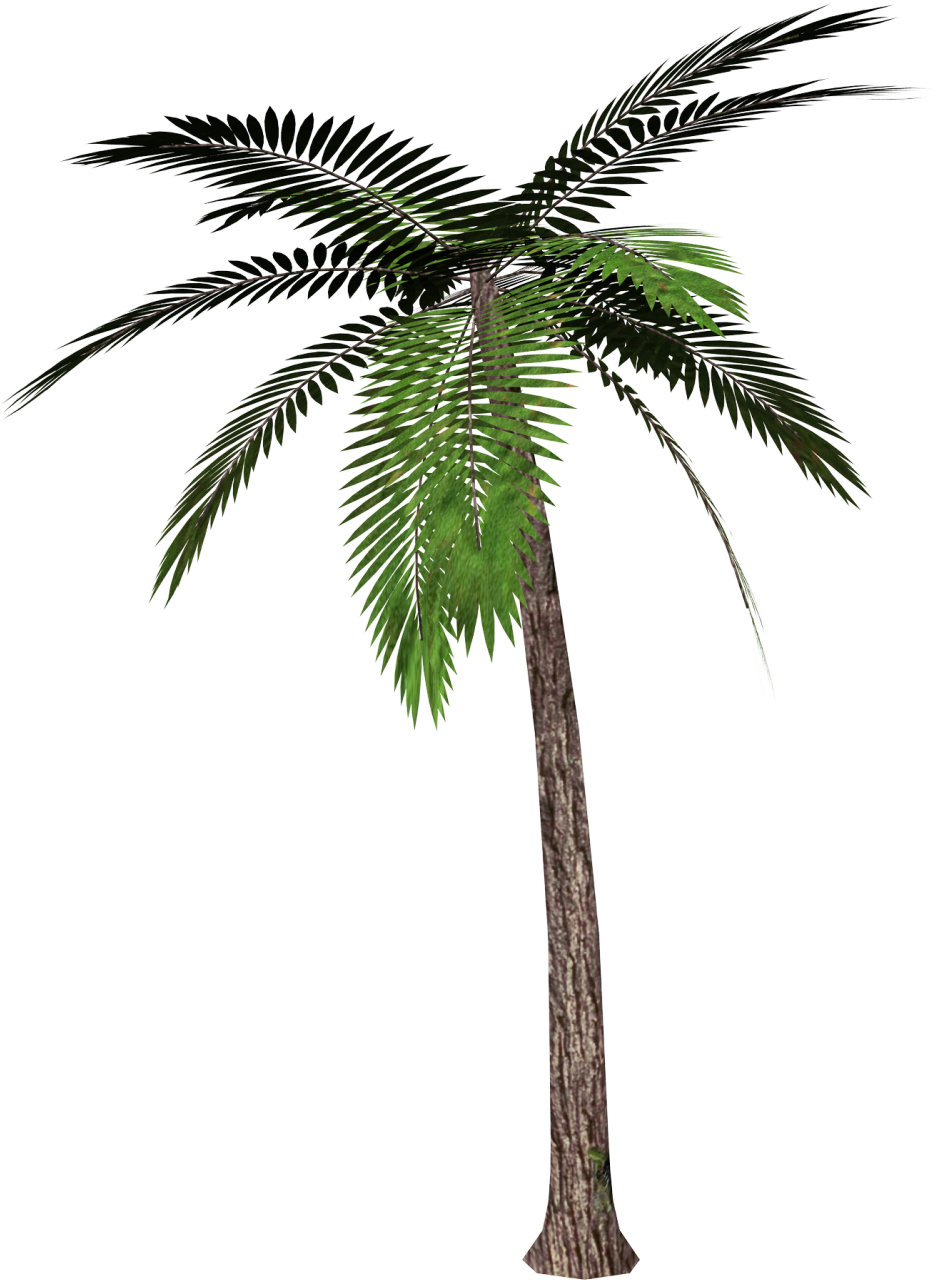 Real Coconut Tree Background PNG Transparent Background, Free Download ...