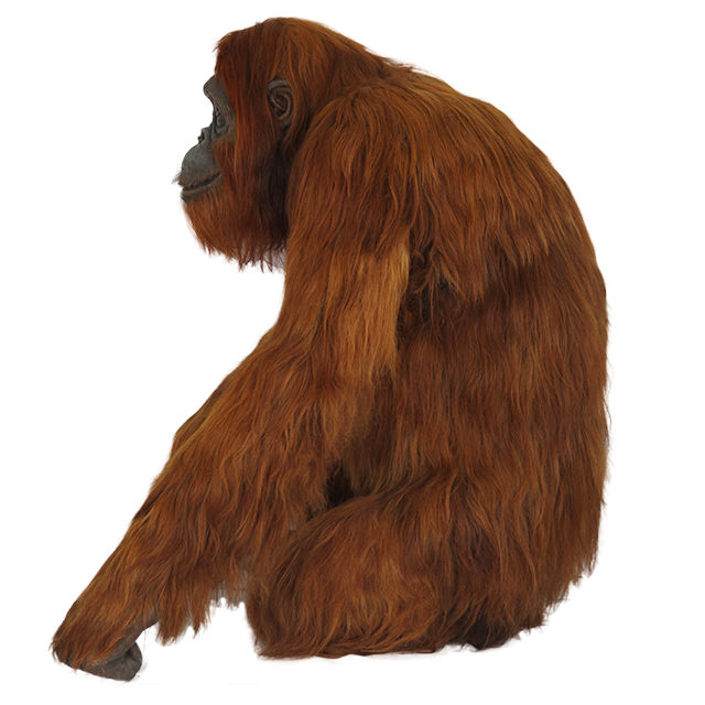 Red Orangutan Standing To The Side Image PNG Transparent Background ...