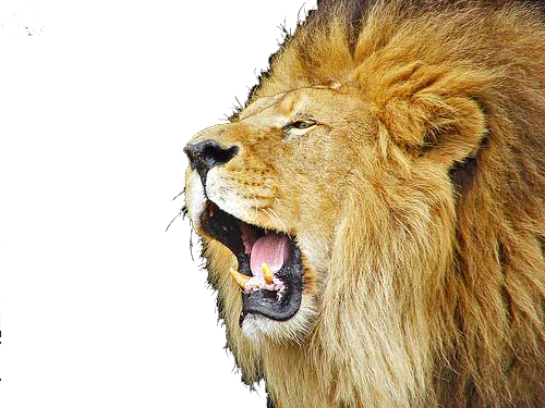 Roar Lion File PNG Transparent Background, Free Download #42292 ...