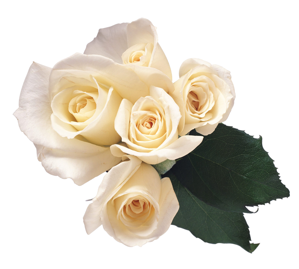 Rose Flower / White Download Flower Picture PNG Transparent Background, Free Download #48786 ...