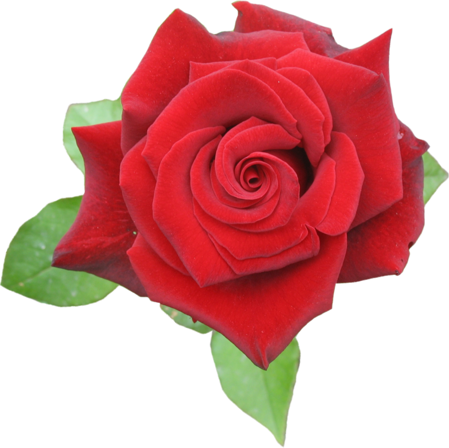 Beautiful Red Rose PNG Transparent Background, Free Download #18972 ...
