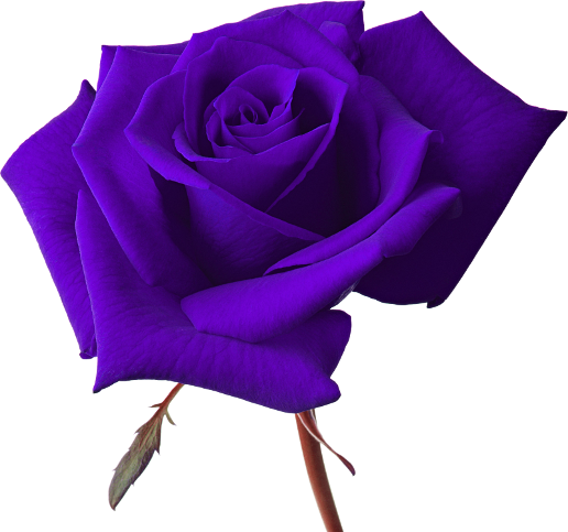 Vector Rose PNG Transparent Background, Free Download #18974 - FreeIconsPNG