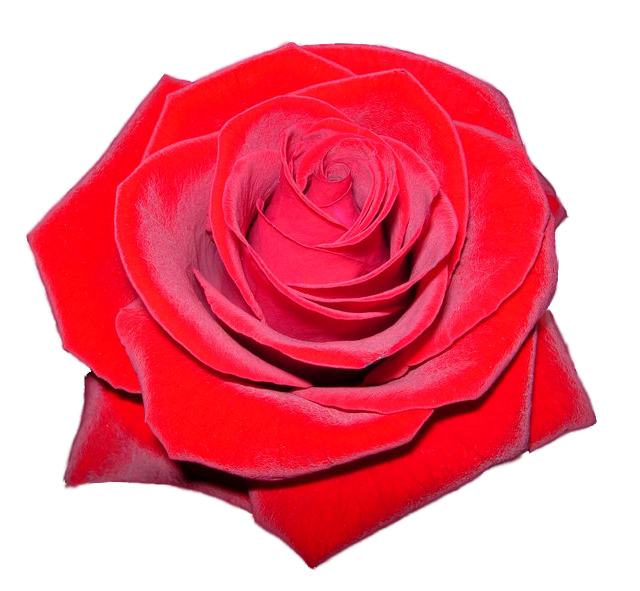 Rose Hd PNG Transparent Background, Free Download #18988 - FreeIconsPNG