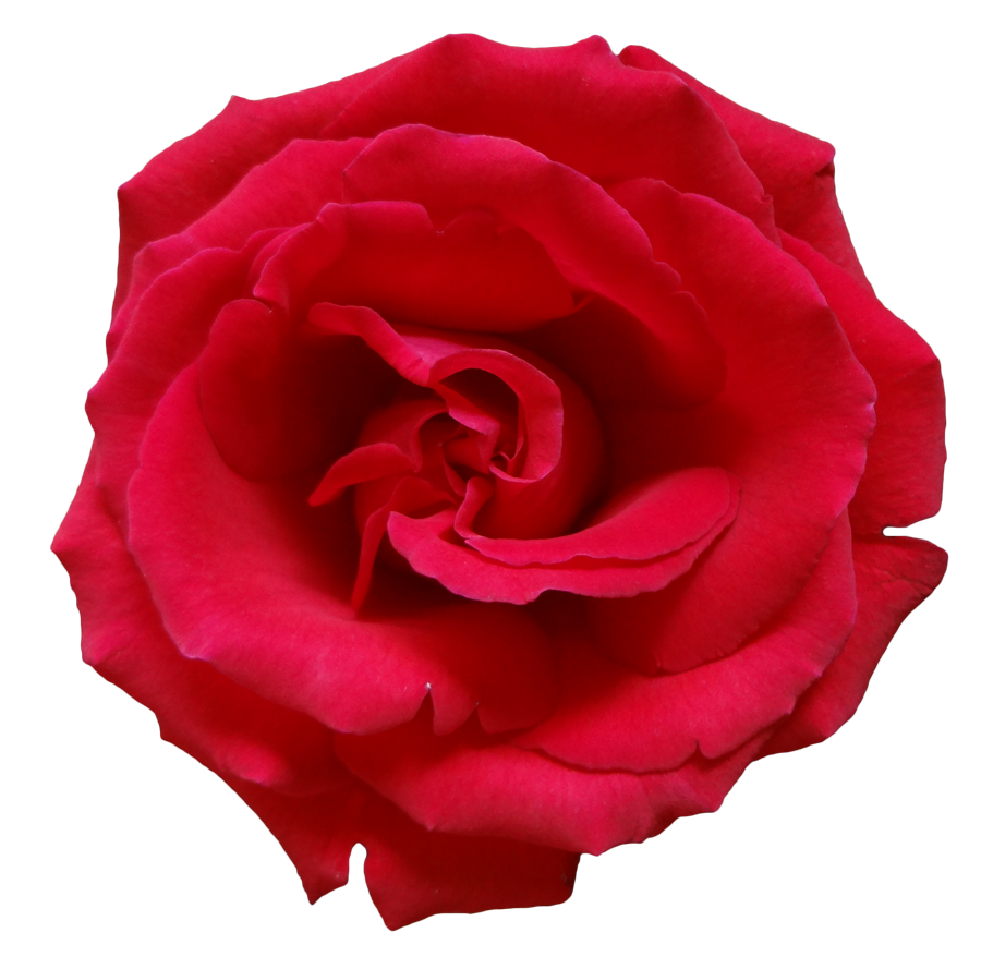 Get Rose Pictures PNG Transparent Background, Free Download #39856 ...