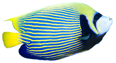 Saltwater Fish PNG Transparent Background, Free Download #3929 ...