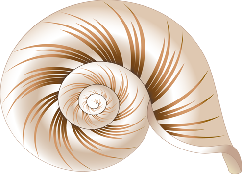 High Resolution Seashell Icon PNG Transparent Background, Free Download ...