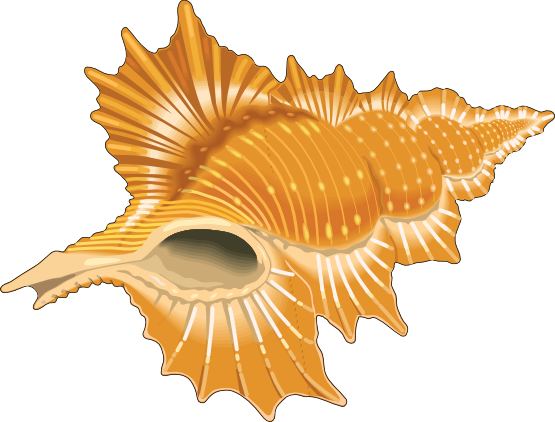 Seashell Hd PNG Transparent Background, Free Download #24605 - FreeIconsPNG