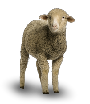 Sheep Available In Different Size PNG Transparent Background, Free ...