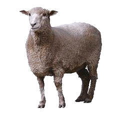 Sheep Image PNG Transparent Background, Free Download #23172 - FreeIconsPNG