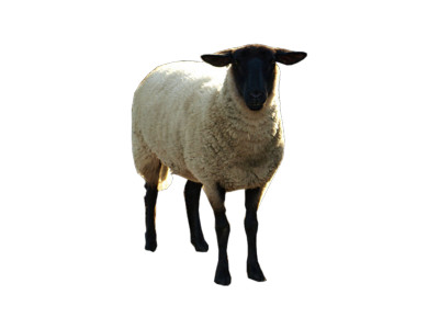 Sheep PNG, Sheep Transparent Background - FreeIconsPNG