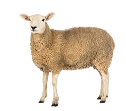 High Resolution Sheep Clipart PNG Transparent Background, Free Download ...