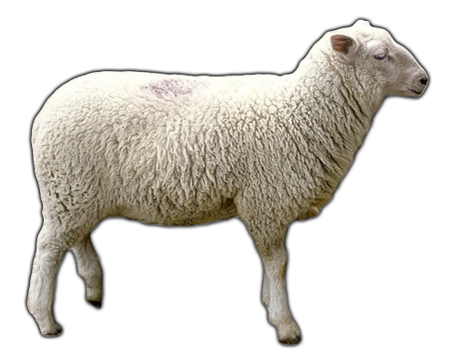 Download Free High Quality Sheep Images PNG Transparent Background ...
