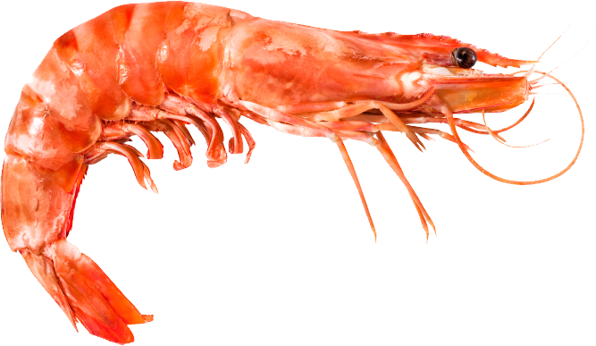Shrimp Animal PNG Transparent Background, Free Download #34952 ...