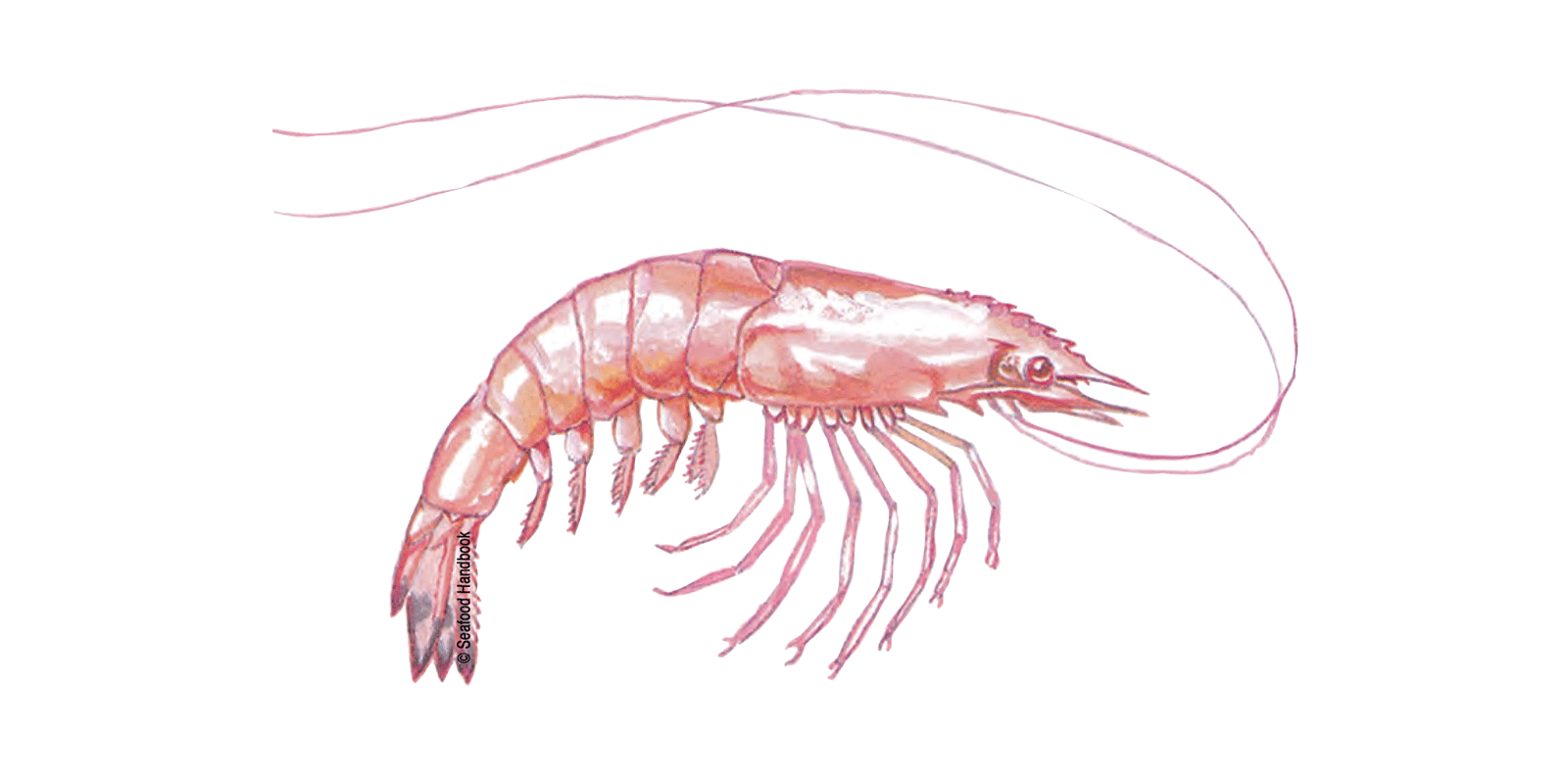 Shrimps PNG, Shrimps Transparent Background - FreeIconsPNG