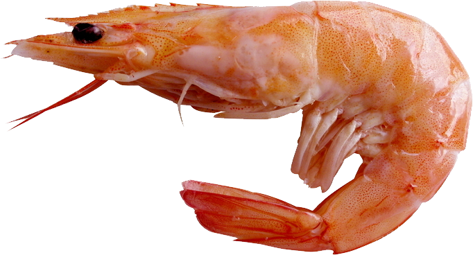 Shrimp Vector Png