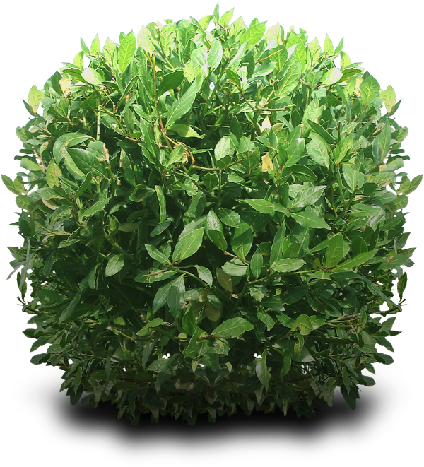 Shrub PNG Transparent Background, Free Download #2833 - FreeIconsPNG