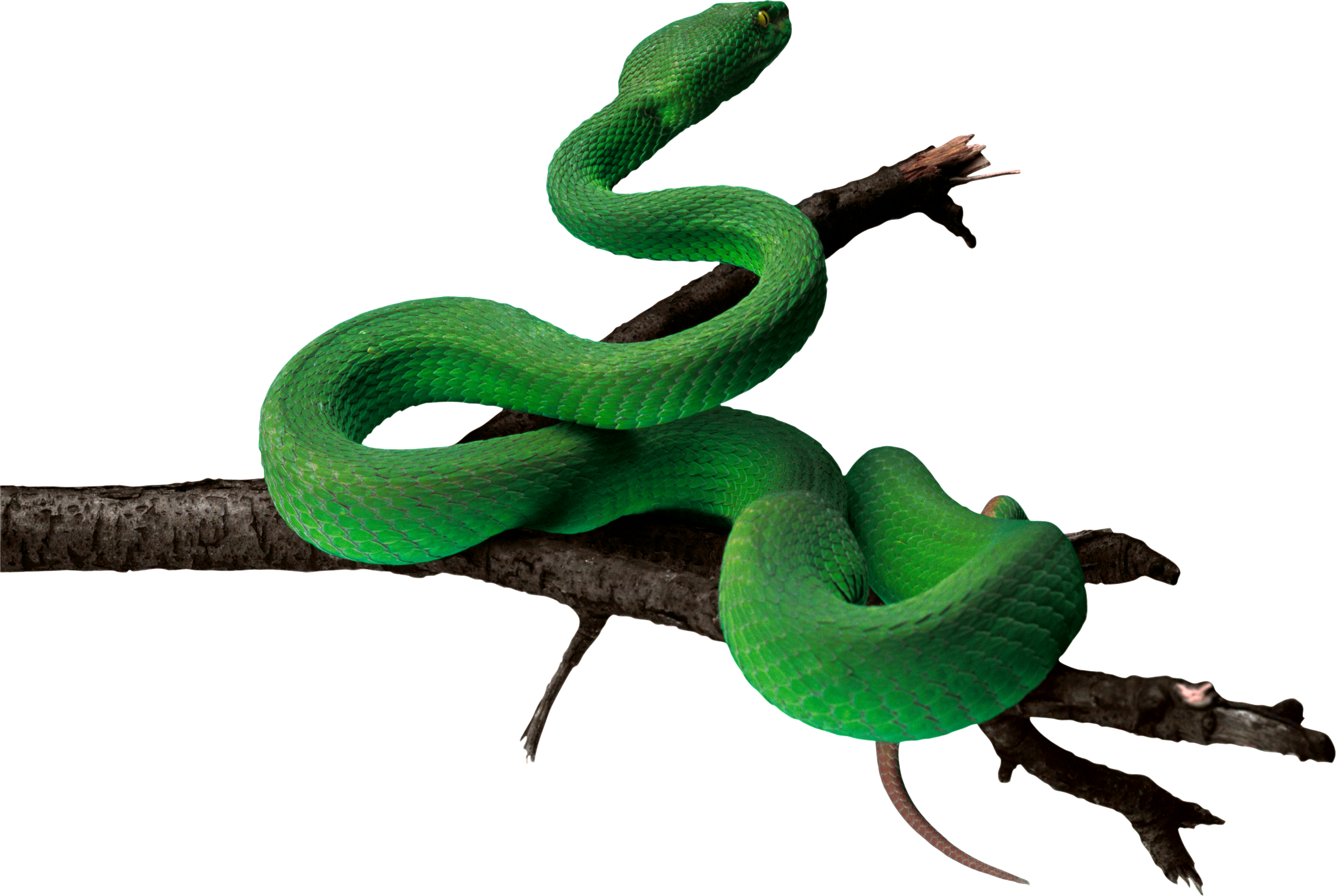 Anaconda Transparent PNG Pictures - Free Icons and PNG Backgrounds