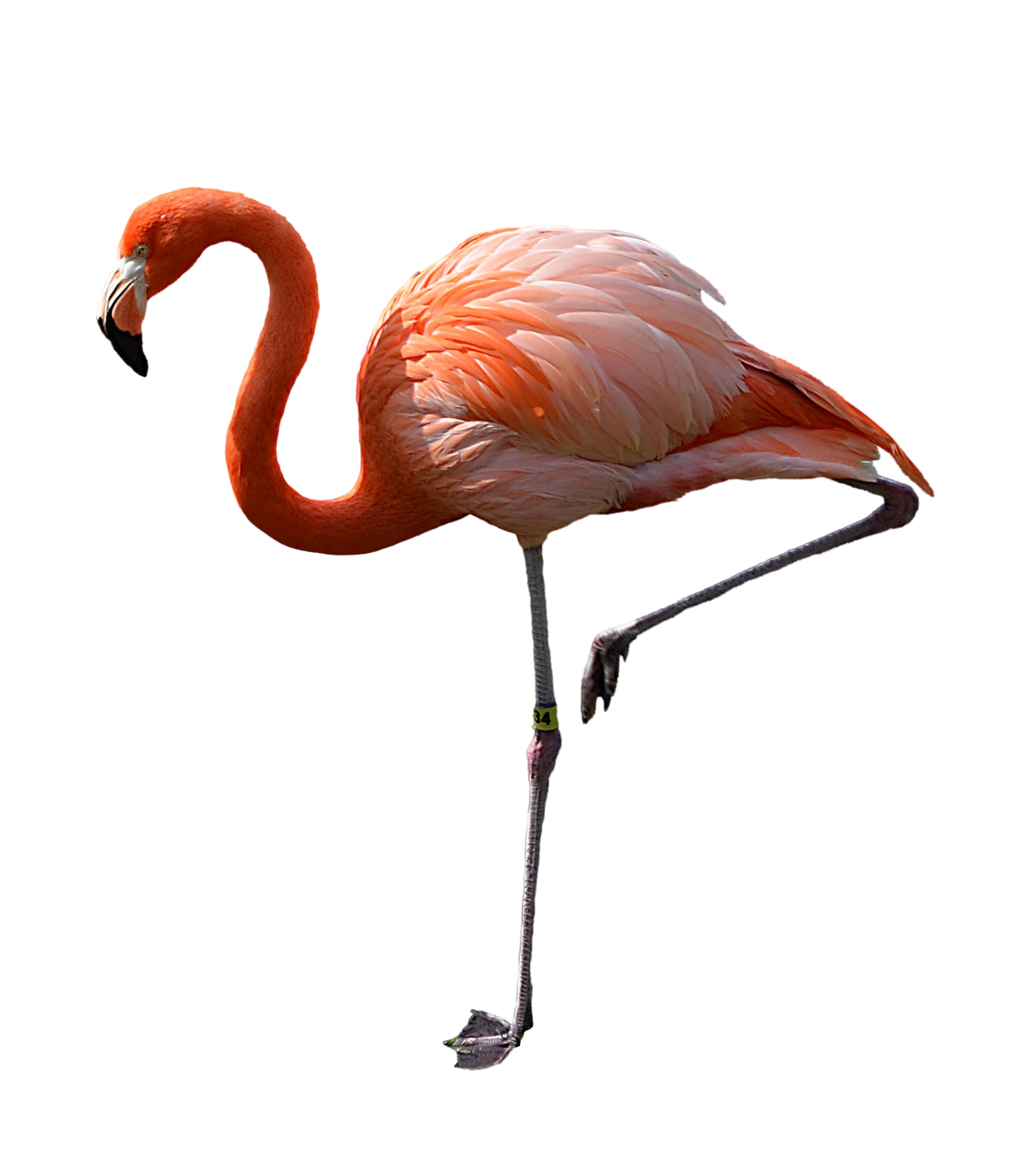 Flamingo Transparent PNG Pictures - Free Icons and PNG Backgrounds