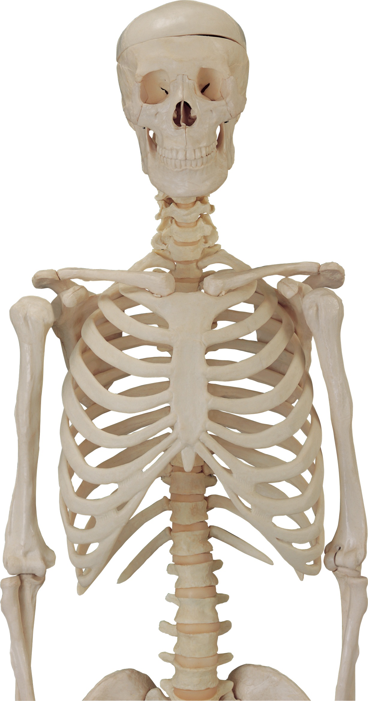 Skeleton Icon, Transparent Skeleton.PNG Images & Vector - FreeIconsPNG