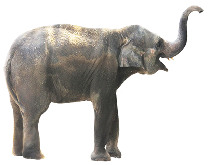 Small Animal Elephant PNG Transparent Background, Free Download #43237 ...
