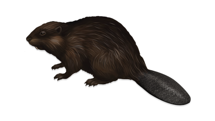 Beaver PNG, Beaver Transparent Background - FreeIconsPNG