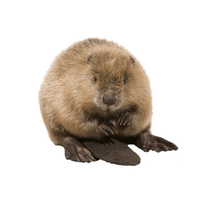 Smart Beaver Photo Symbol PNG Transparent Background, Free Download ...