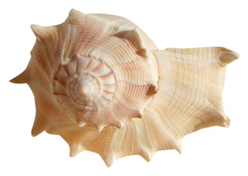 Snail Shaped Conch Open Tone Picture PNG Transparent Background, Free ...