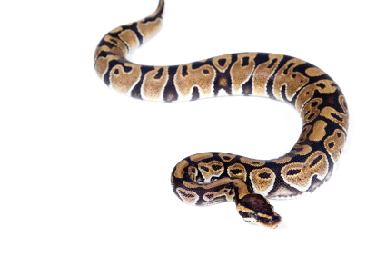 Snake PNG, Snake Transparent Background - FreeIconsPNG