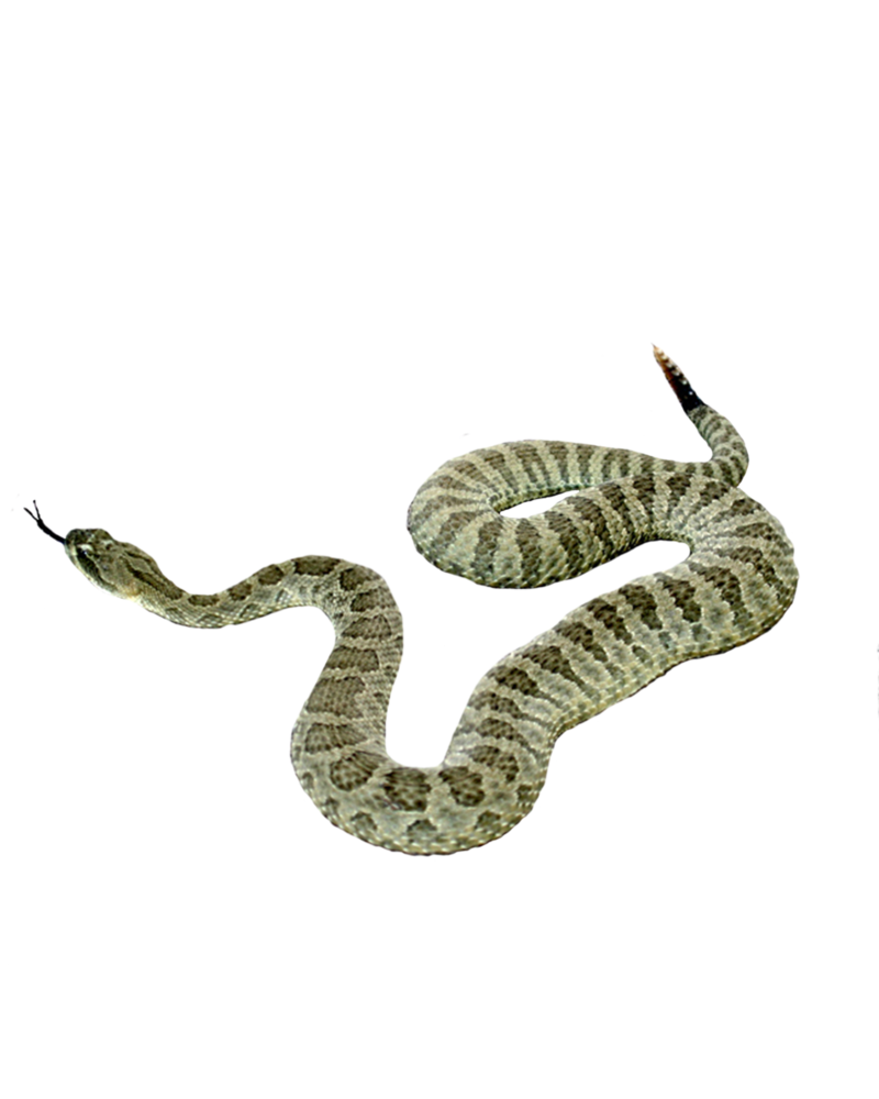 Best Free Snake Image PNG Transparent Background, Free Download #3647 ...