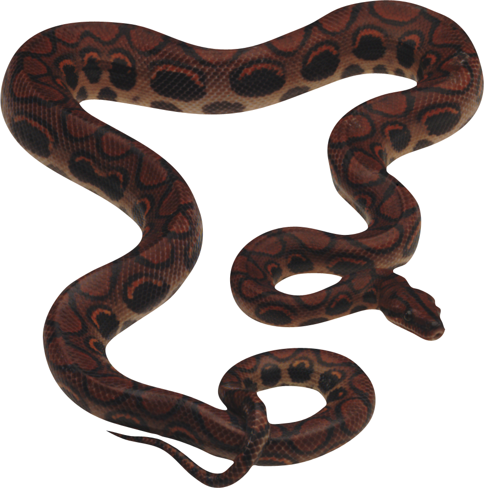 Snake PNG, Snake Transparent Background - FreeIconsPNG