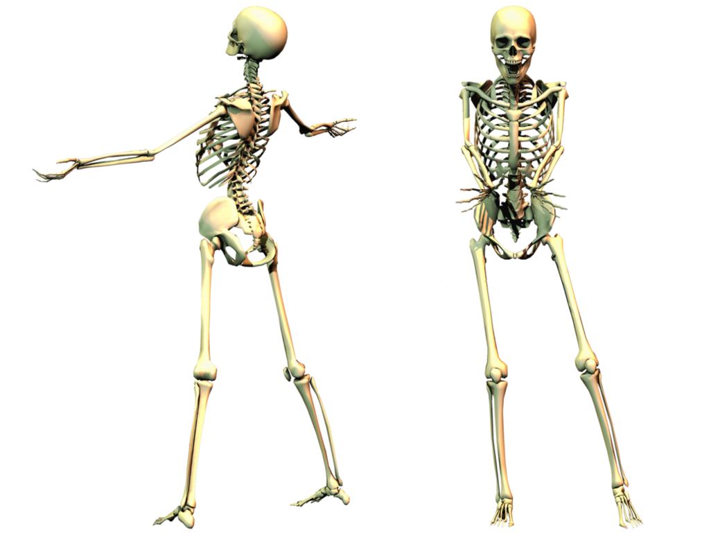 Spooky Skeleton PNG Transparent Background, Free Download #5324 ...