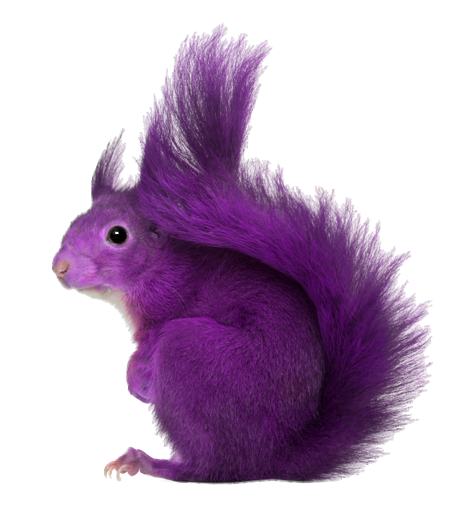 Squirrel PNG Transparent Background, Free Download #20479 - FreeIconsPNG