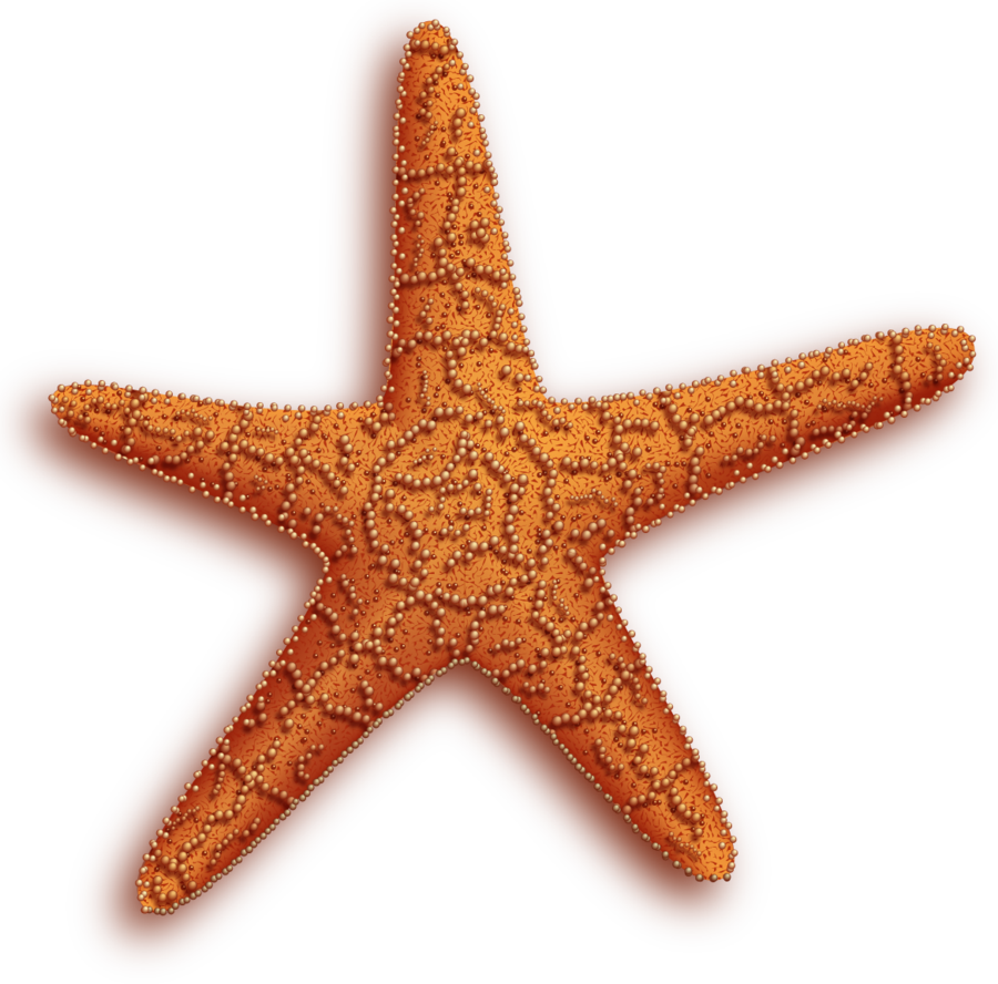 Best Starfish Image Collections PNG Transparent Background, Free ...