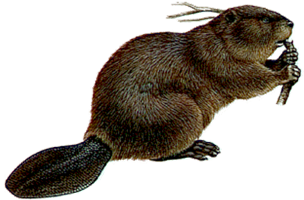 Beaver PNG, Beaver Transparent Background - FreeIconsPNG