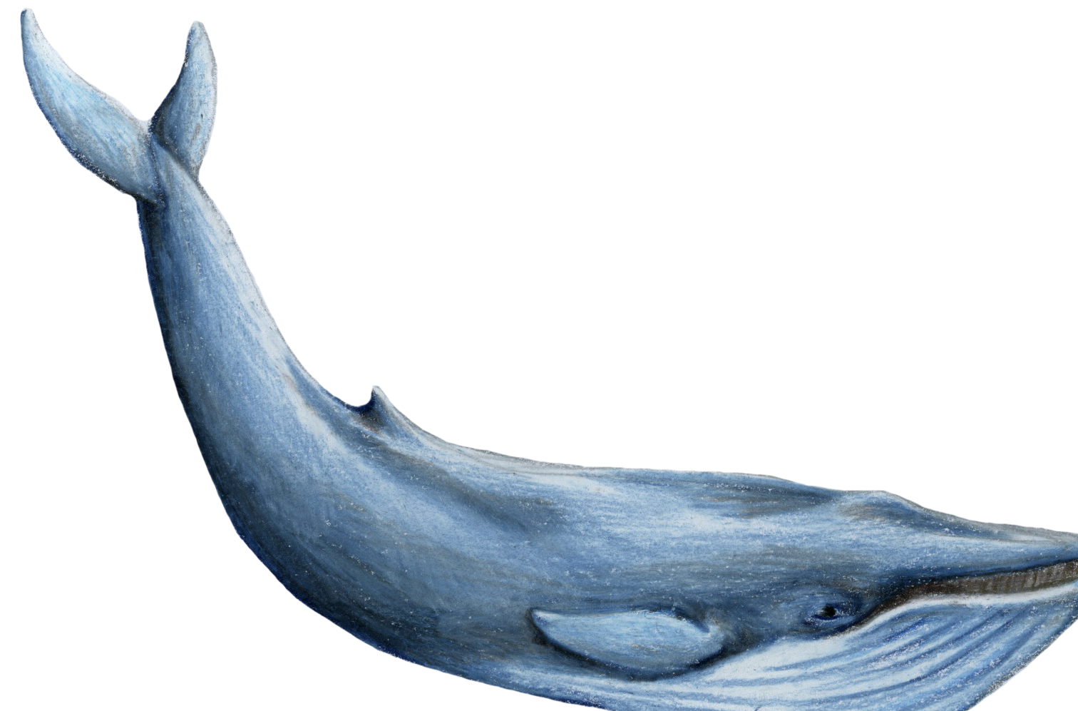 Whale PNG, Whale Transparent Background - FreeIconsPNG