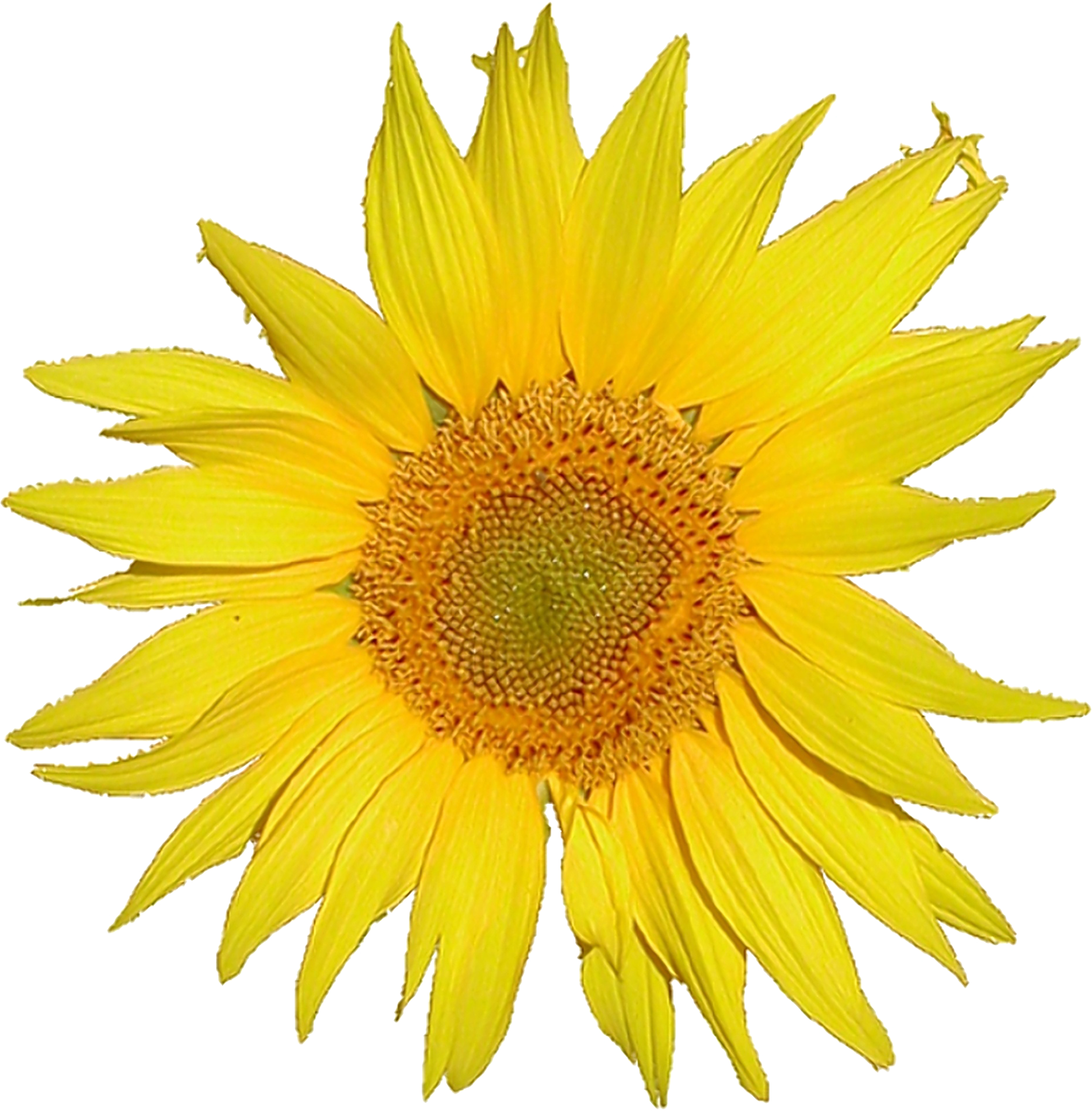 Browse And Download Sunflower Pictures PNG Transparent Background, Free ...