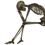 Thinking Skeleton PNG Transparent Background, Free Download #43854 ...