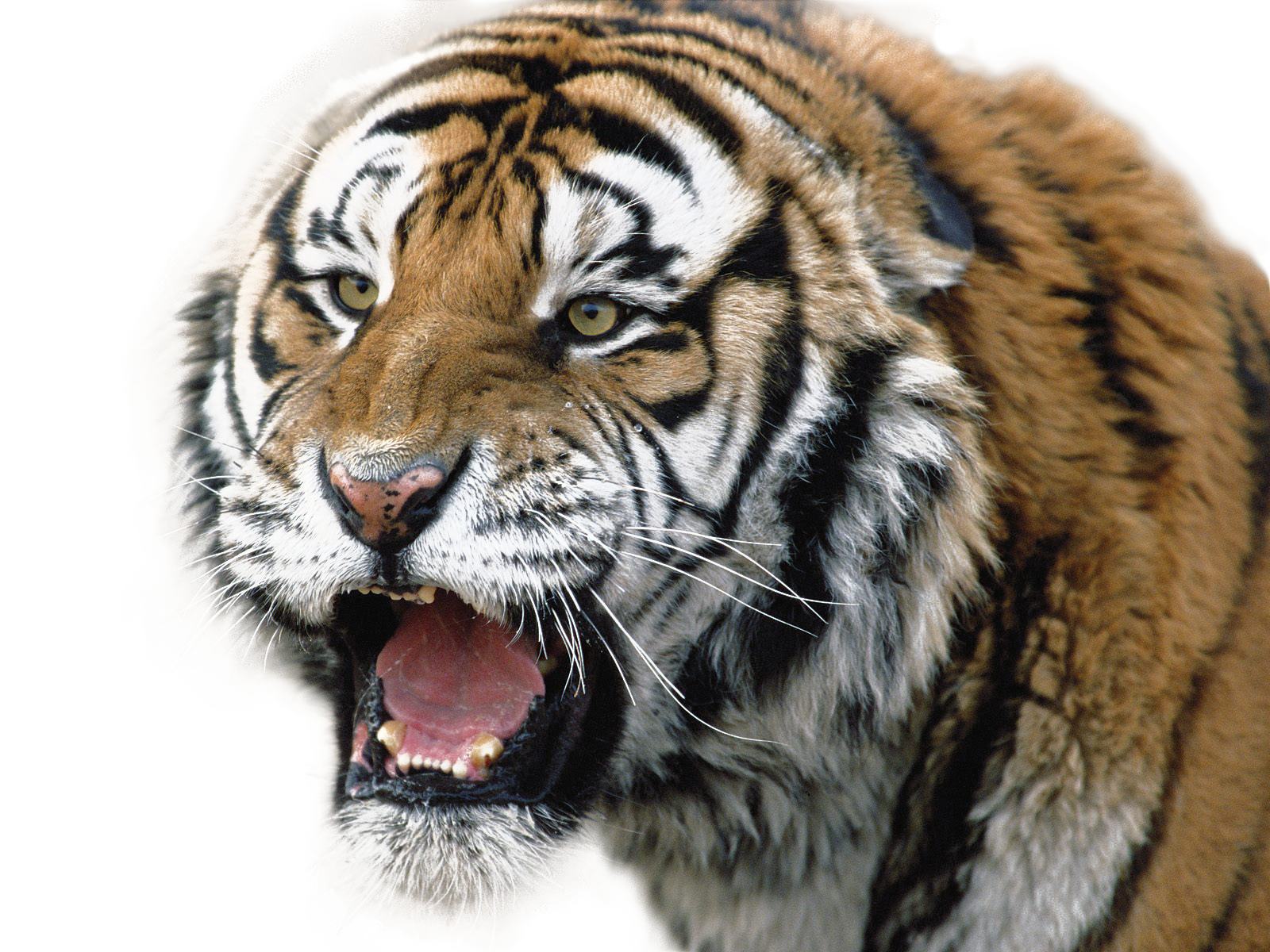 Tiger PNG, Tiger Transparent Background - FreeIconsPNG