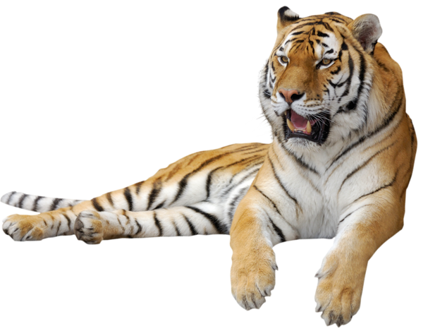 Pic Tiger PNG Transparent Background, Free Download #39181 - FreeIconsPNG