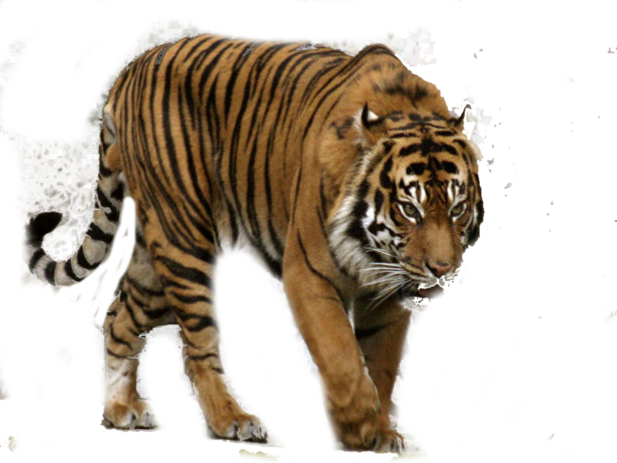 Tiger PNG, Tiger Transparent Background - FreeIconsPNG