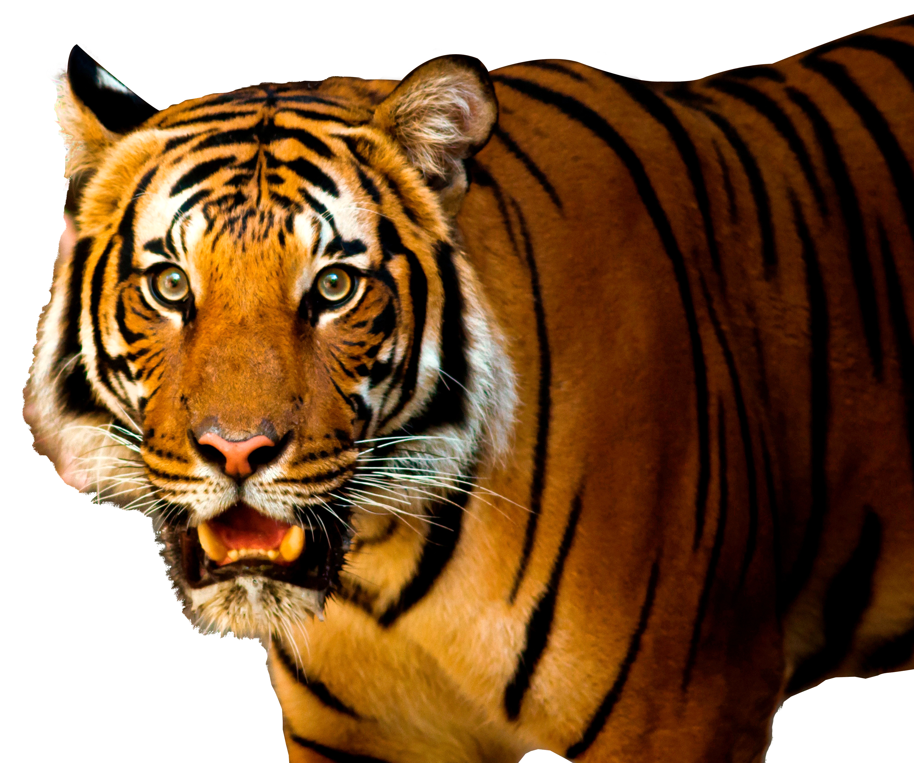 Tiger Images PNG Transparent Background, Free Download #39176 - FreeIconsPNG