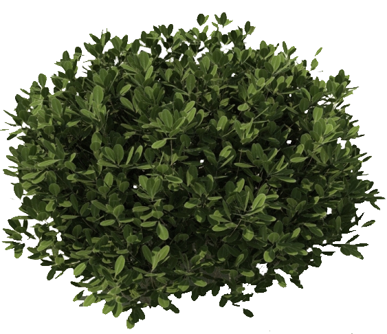 Tree Bushes Plants PNG Transparent Background, Free Download #42043 ...