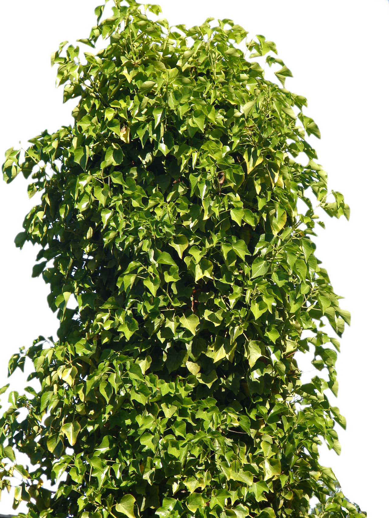 Bush PNG, Bush Transparent Background - FreeIconsPNG