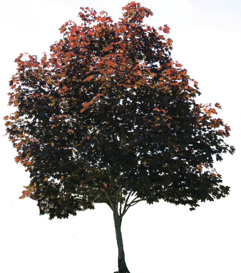 Tree PNG, Tree Transparent Background - FreeIconsPNG