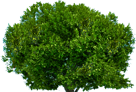 Tree Top View PNG Transparent Background, Free Download #4154 ...