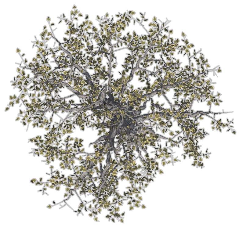 Top Tree PNG, Top Tree Transparent Background - FreeIconsPNG Top Tree PNG, Top Tree Transparent Background - FreeIconsPNG